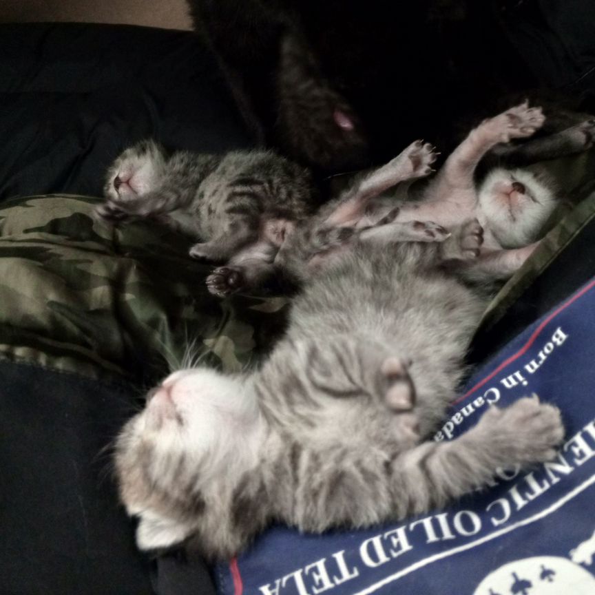 Шатланские котята