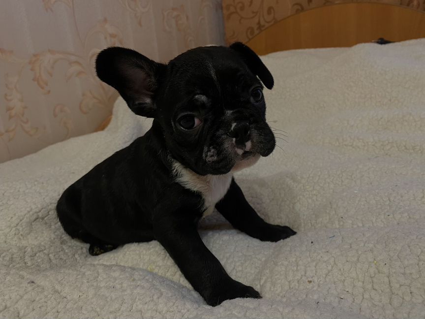 Фоанцузкий бульдог щенок