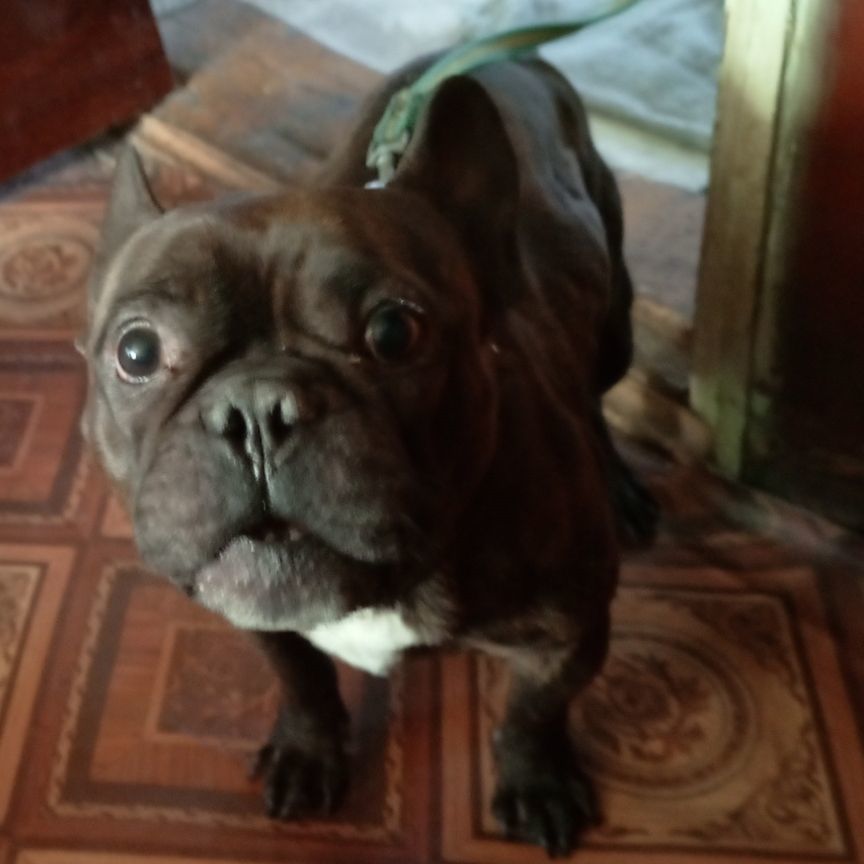 Французский бульдог