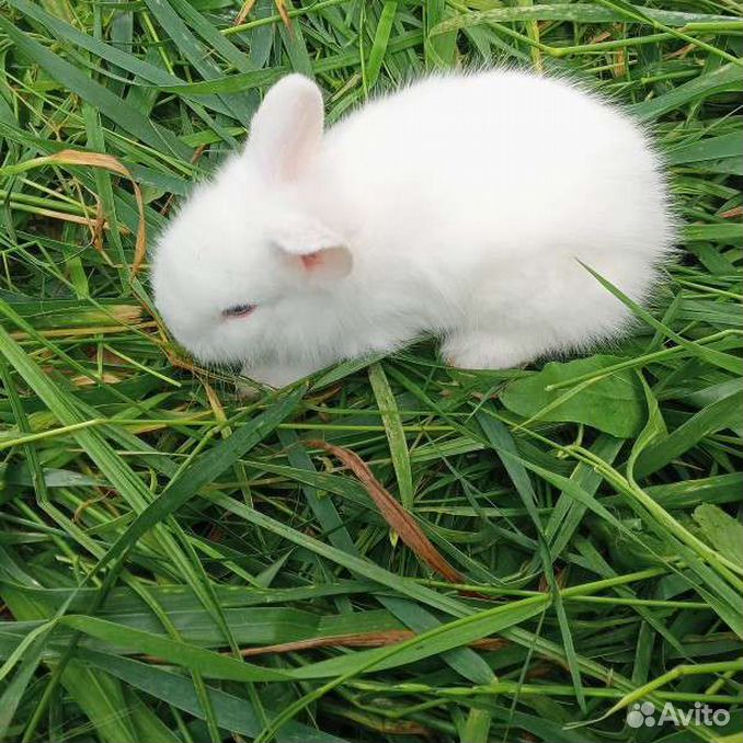 Декоративные крольчата