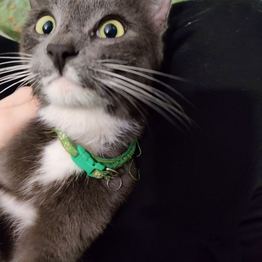 Ищем хозяина коту