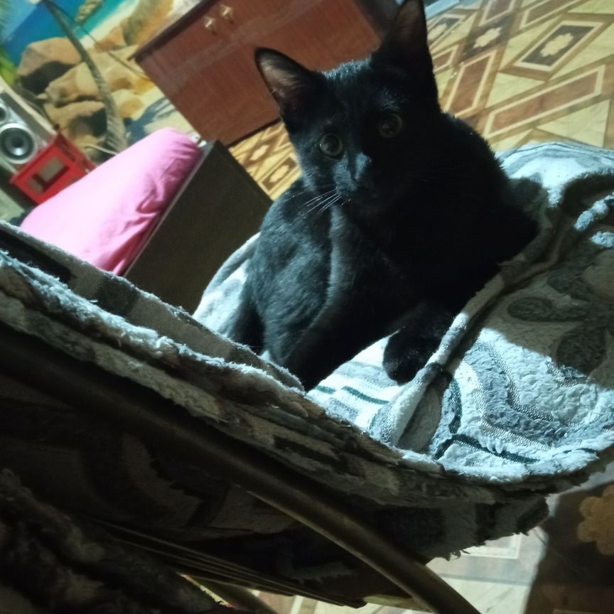 Котик в добрые руки