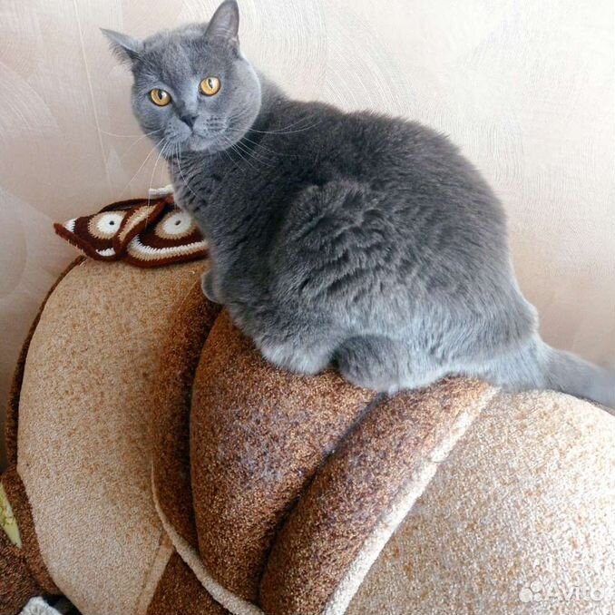 Кошка Нюся британская