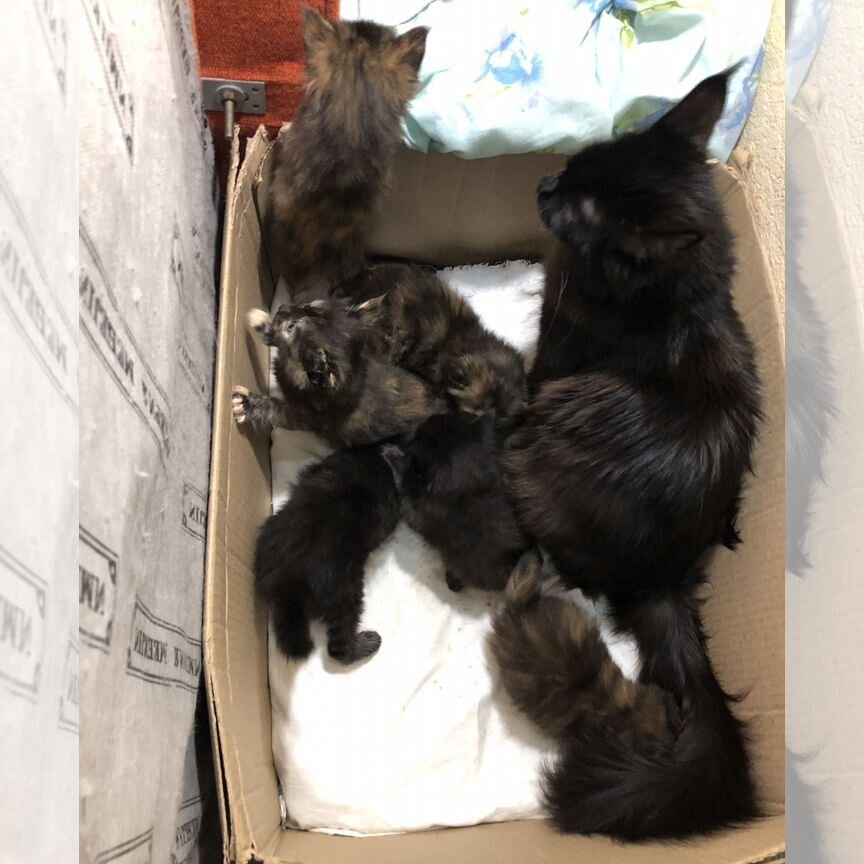 Мейн-кун котёнок