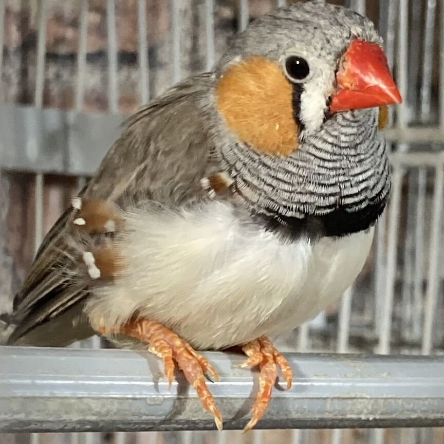 Зебровые амадины