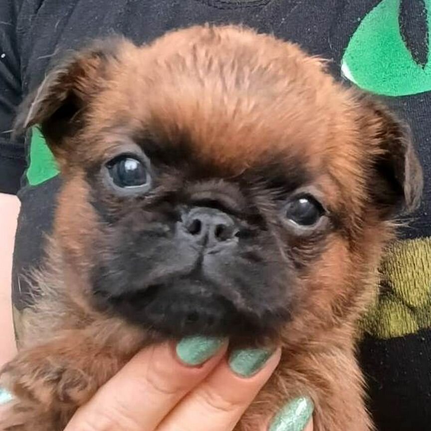 Пти-брабансон, щенок