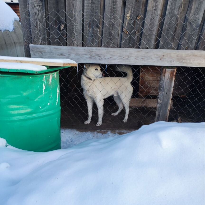 Охотничьи собаки лайки