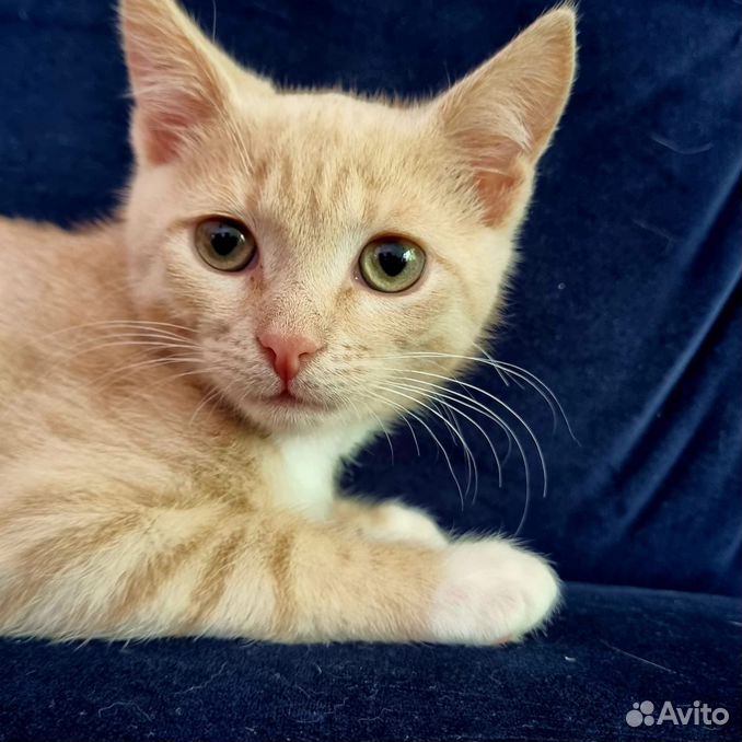 Котенок рыжий полосатик ищет дом