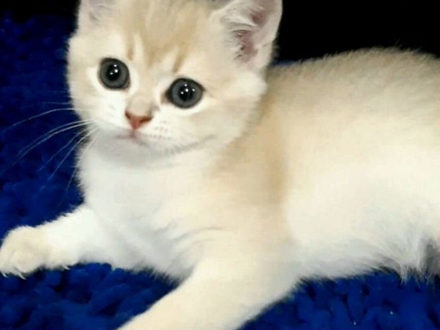 Шотландская голубое золото