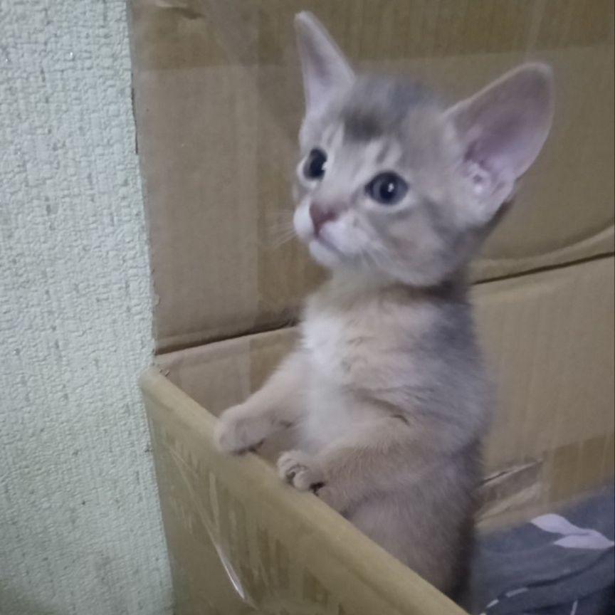 Абиссинские котята