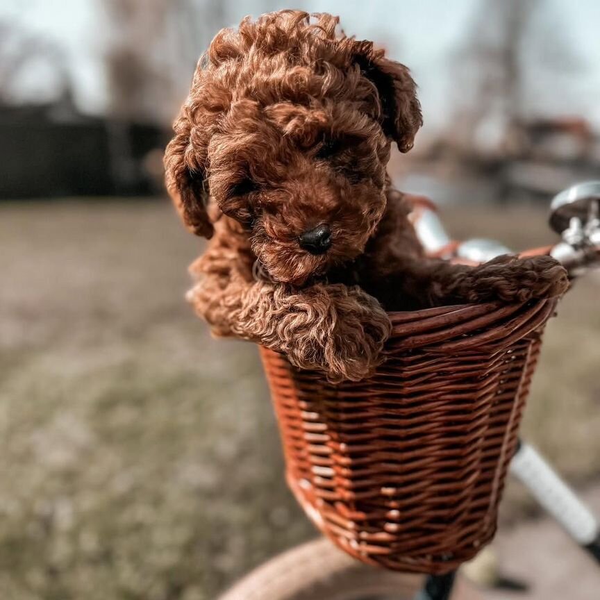 Той-пудель, щенок