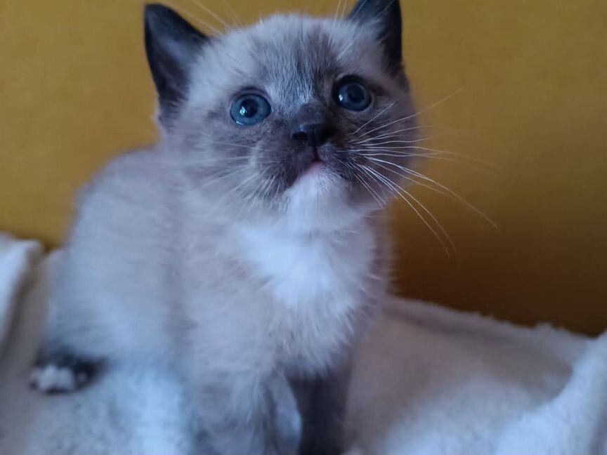 Сиамский котик