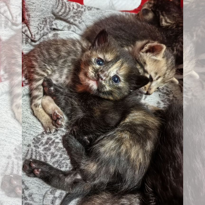 Сиамский котёнок