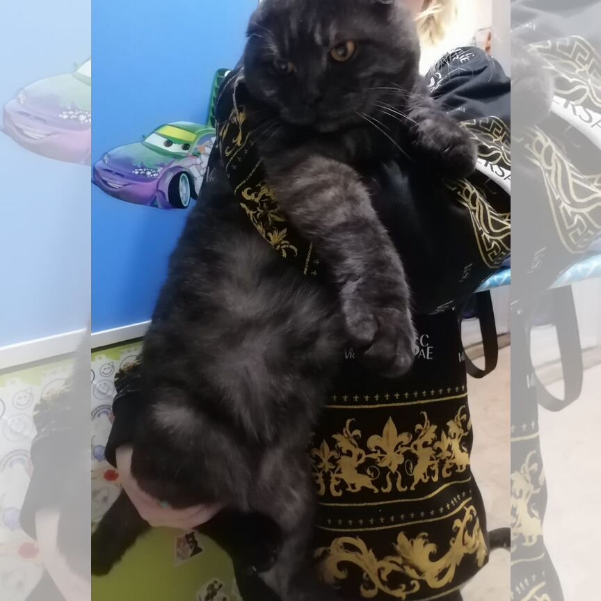 Продам вислоухого котика милый очень красивый