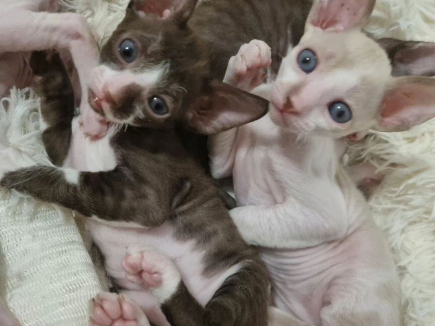 Котята корниш-рекс
