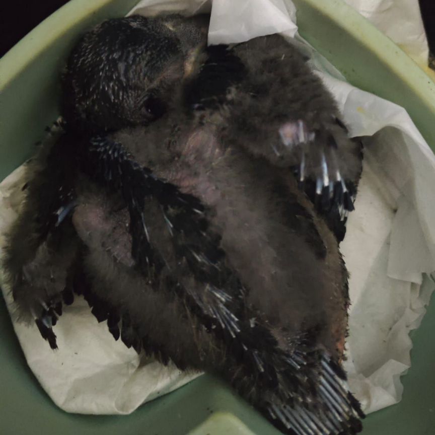 Продам птенцов Чёрного Ворона (Остался 1)