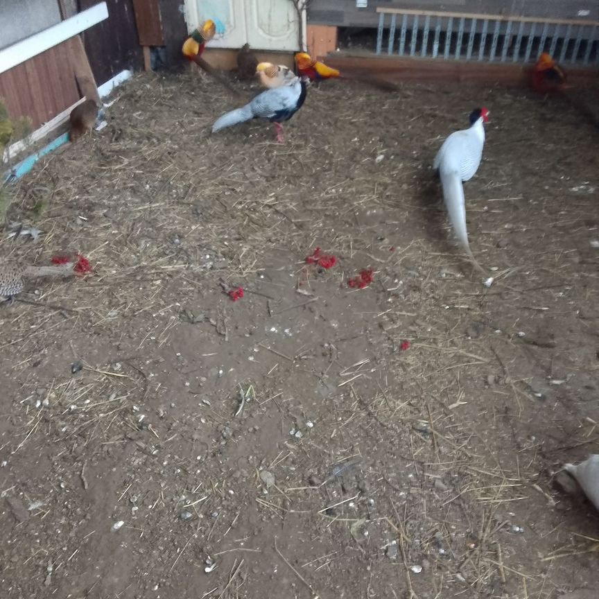 Фазаны и цесарки