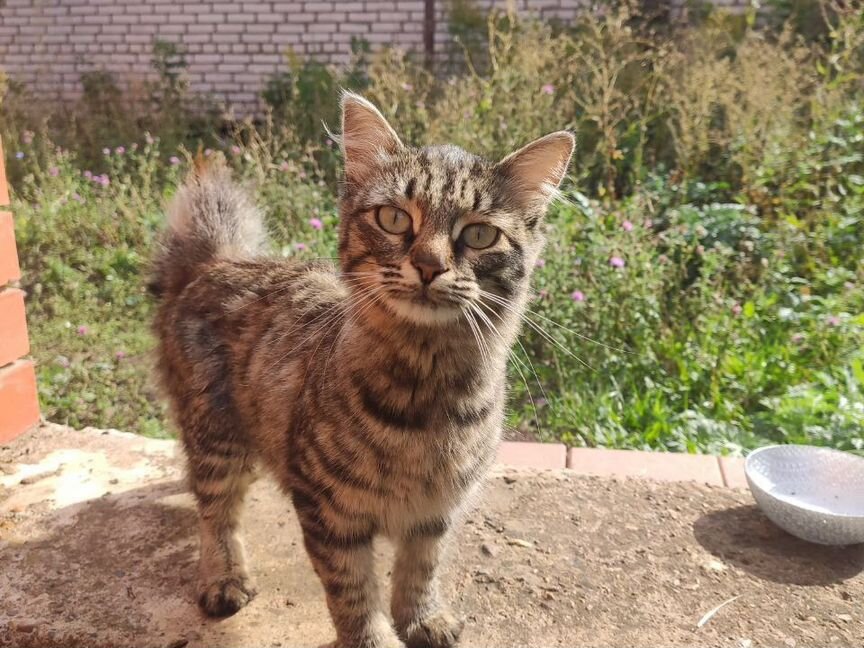 Курильский бобтейл бесплатно