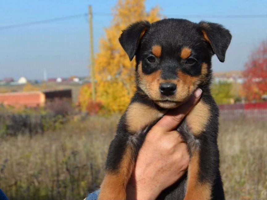 Щенки 1.5 месяца мальчики девочки