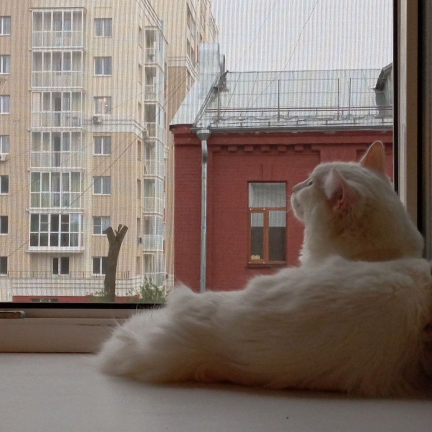 Белый кот бесплатно