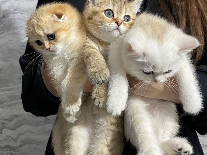 Шотландская шиншилла