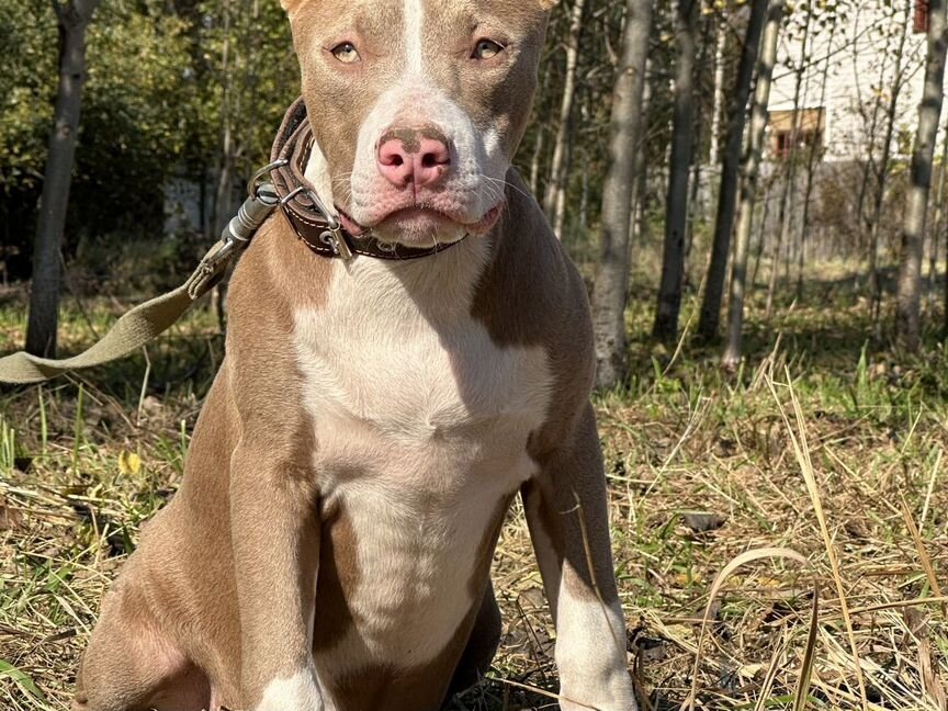 Американский булли XL