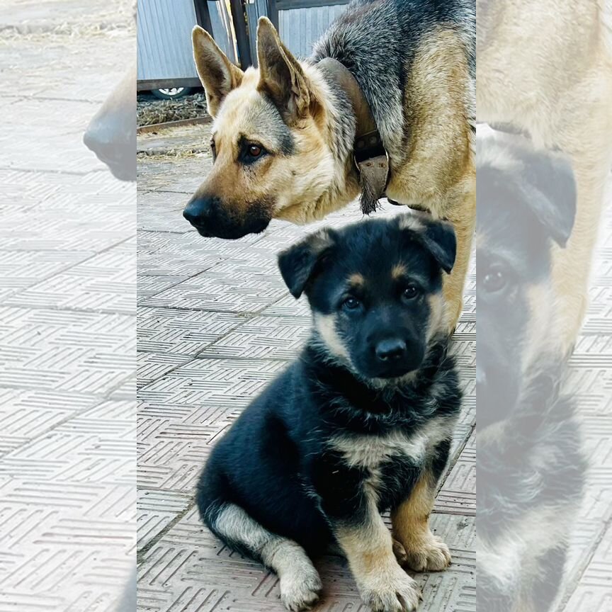 Восточноевропейская овчарка, щенок