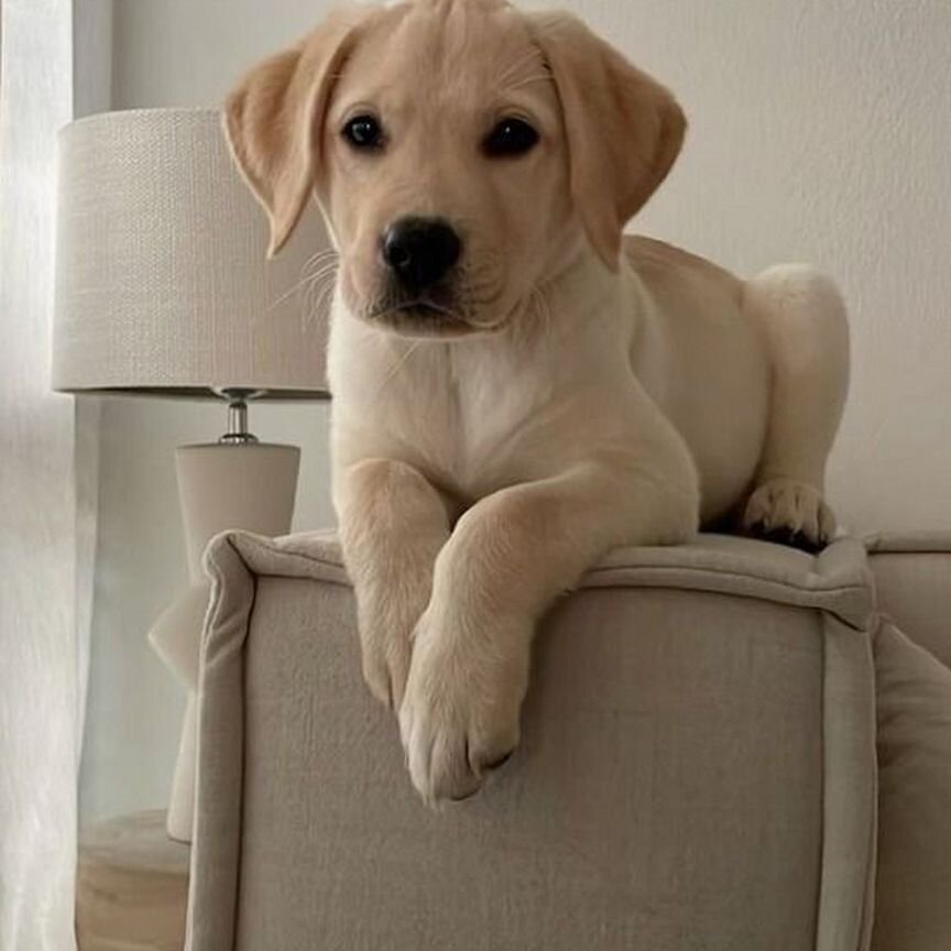 Лабрадор-ретривер, щенок