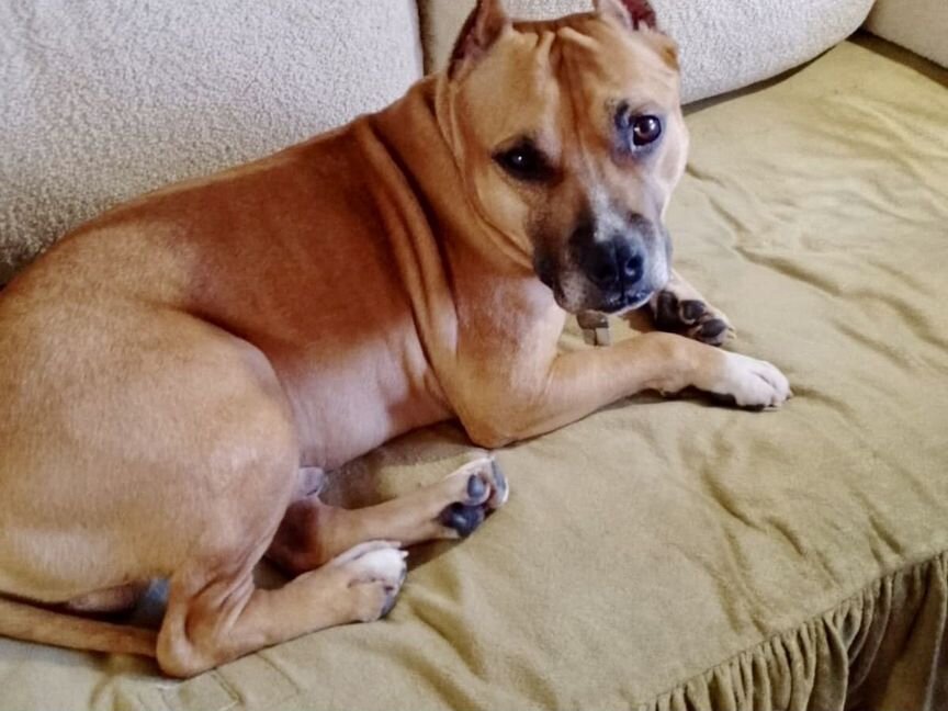 Босс ищет дом