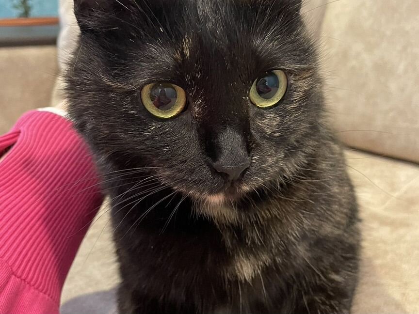 Кошка метис
