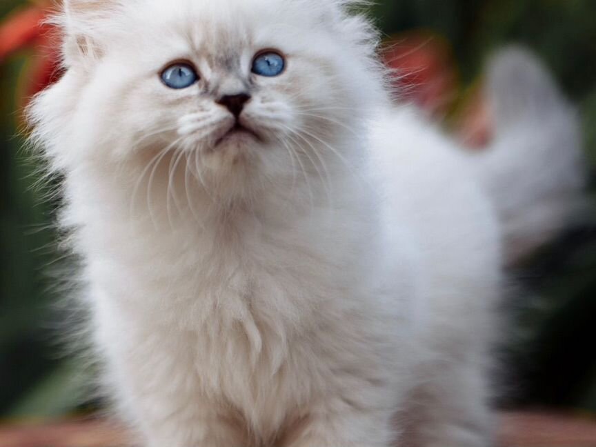 Невская маскарадная