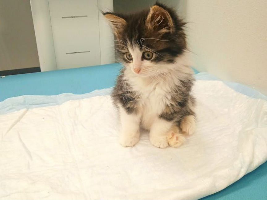 Котенок особенный