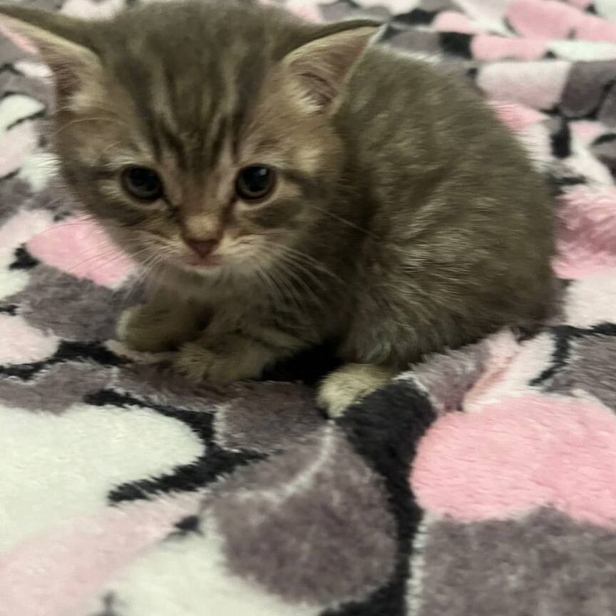 Шотландский вислоухий короткошёрстный котёнок