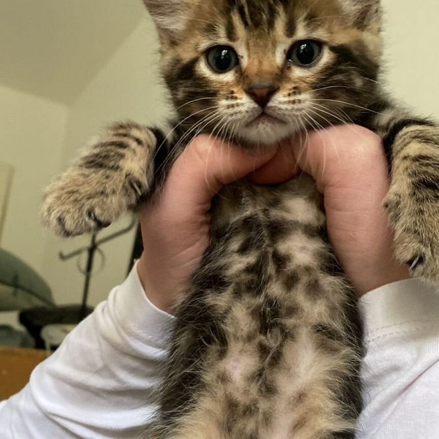Шотландские прямоухие котята