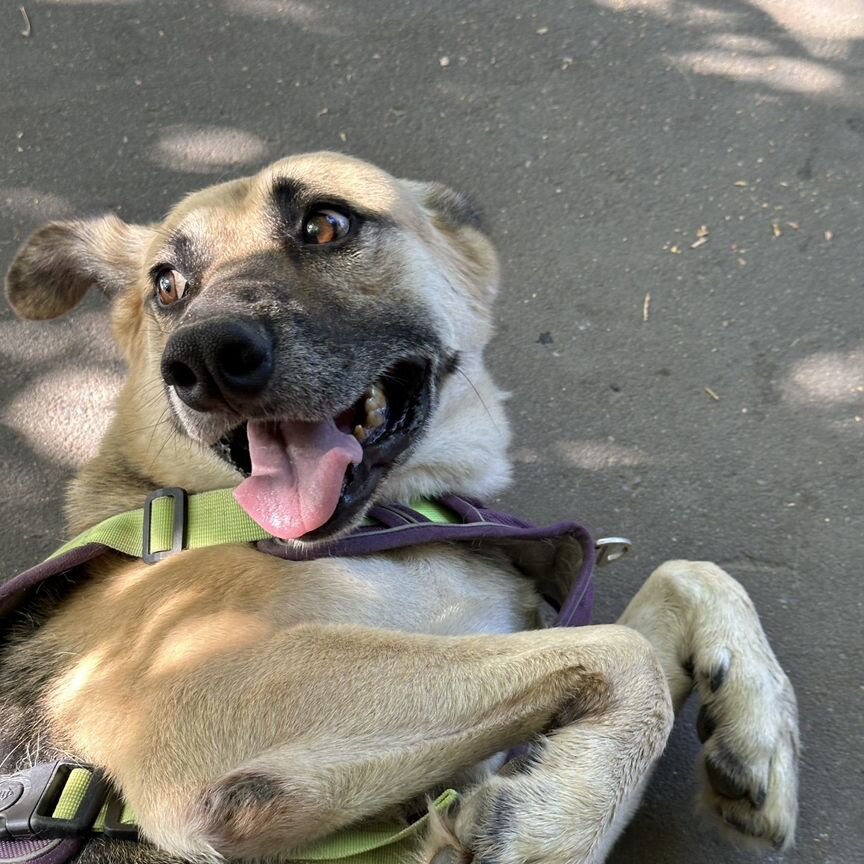 Клайд. Огромный добряк из приюта