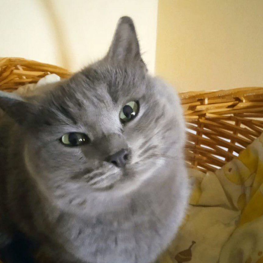 Породистая кошечка в дар