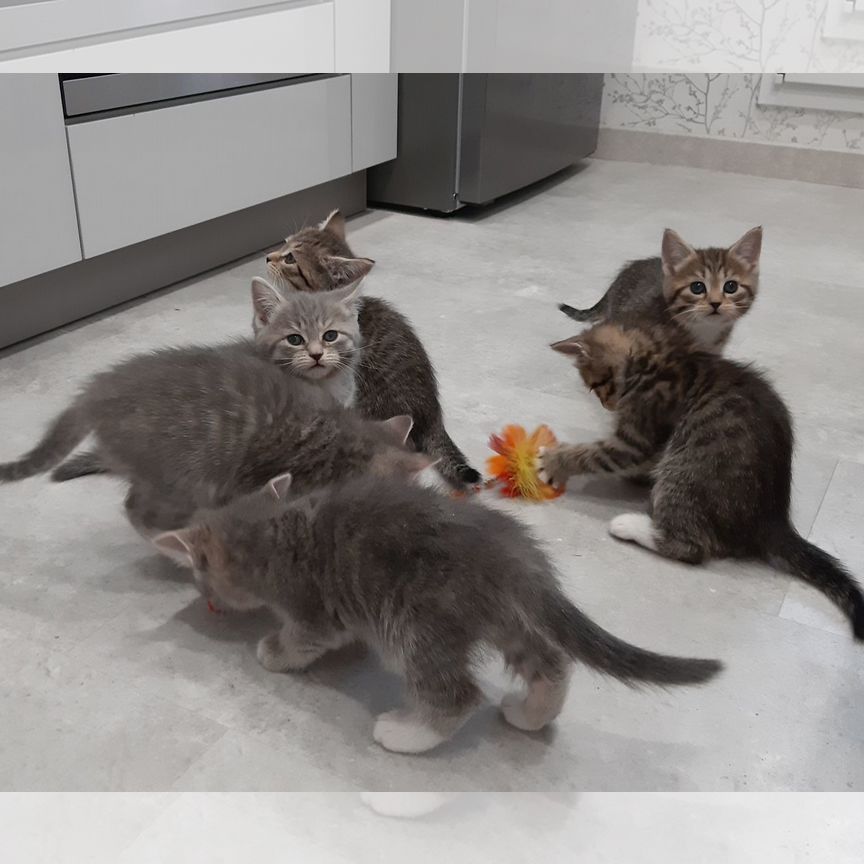 Котёнок от частного владельца