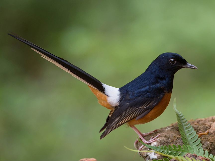 Продажа дрозд белопоясничный шама