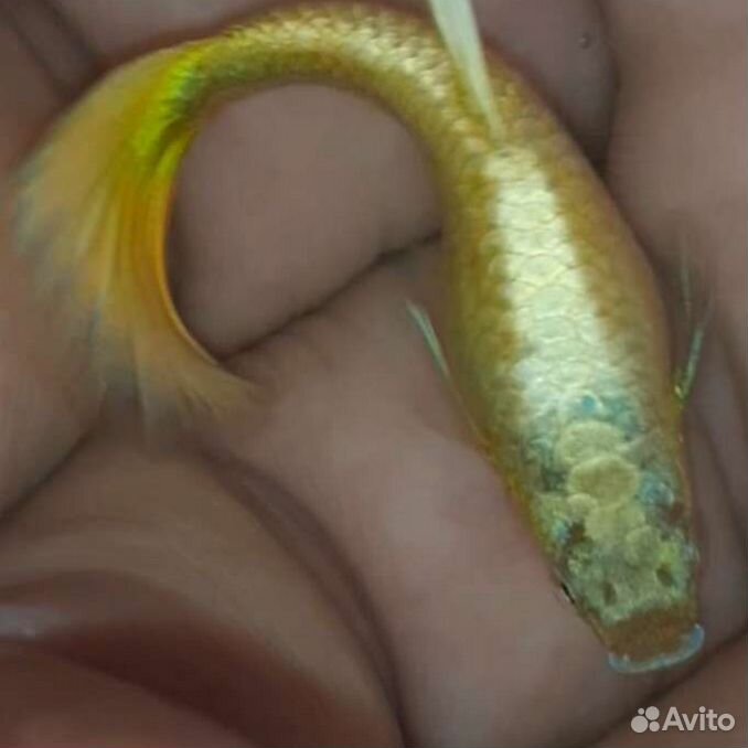 50рублей самцы гуппи голд и дамбо