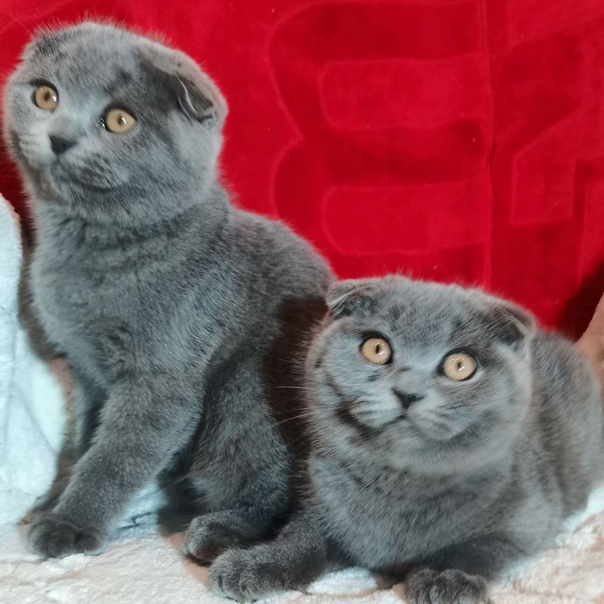 Вислоухая кошечка