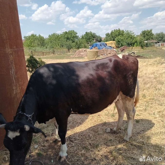 Телка стельная