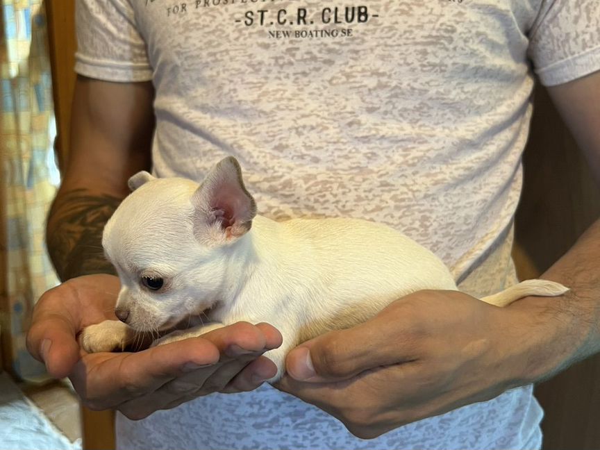 Щенки чихуахуа