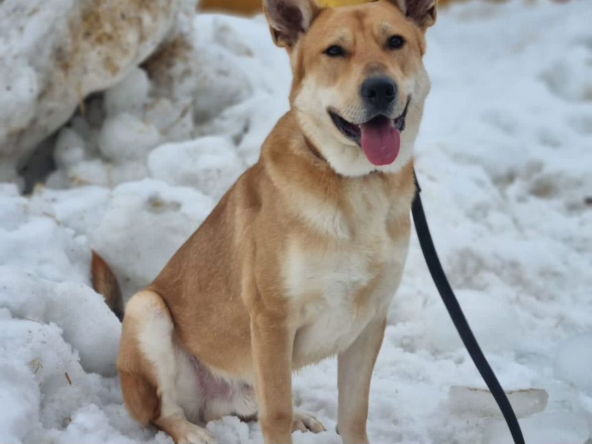 Собака из приюта