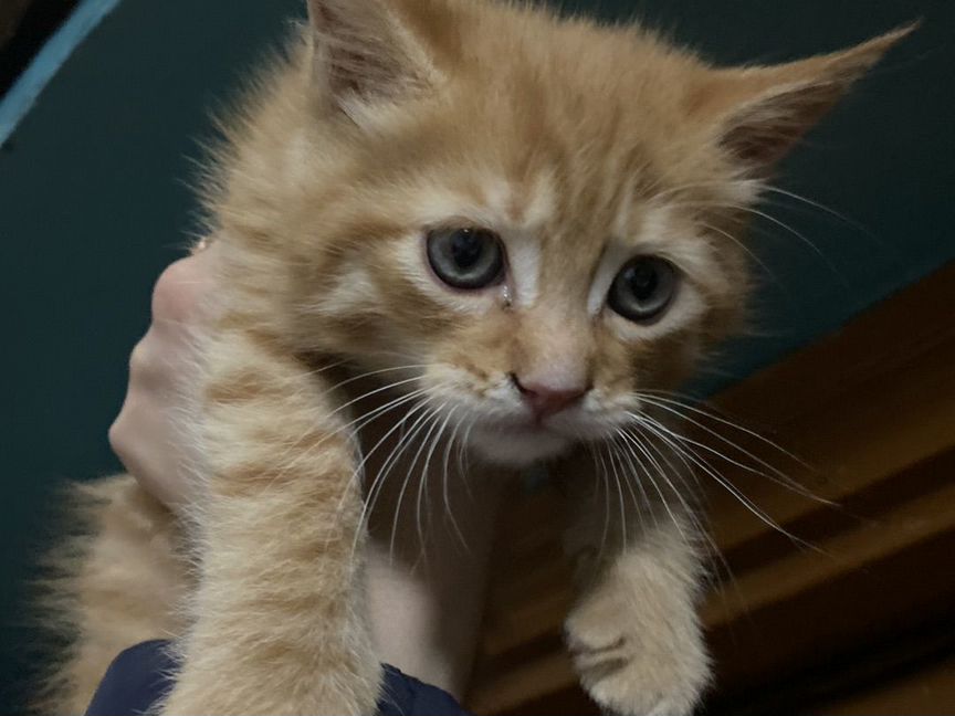 Котятенок полу мейн-кун бесплатно, котик