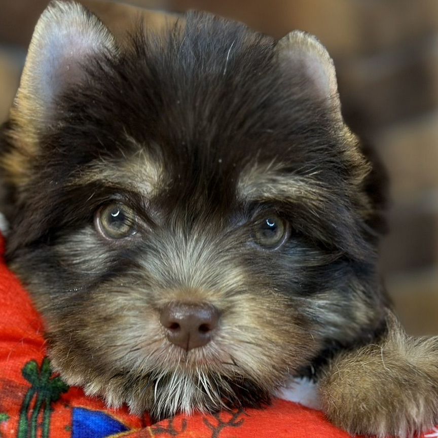 Йоркширский терьер, щенок