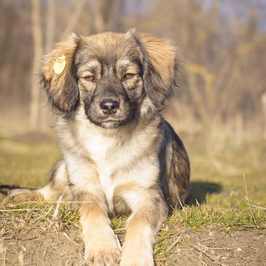 Маленькая собака в добрые руки