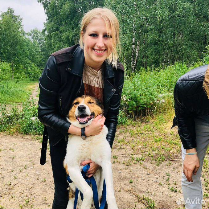 Домашняя собачка попала в приют