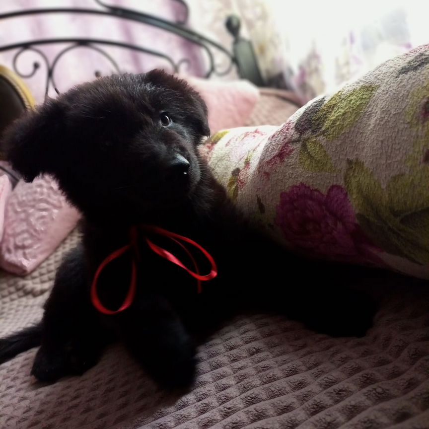 Немецкая овчарка черная