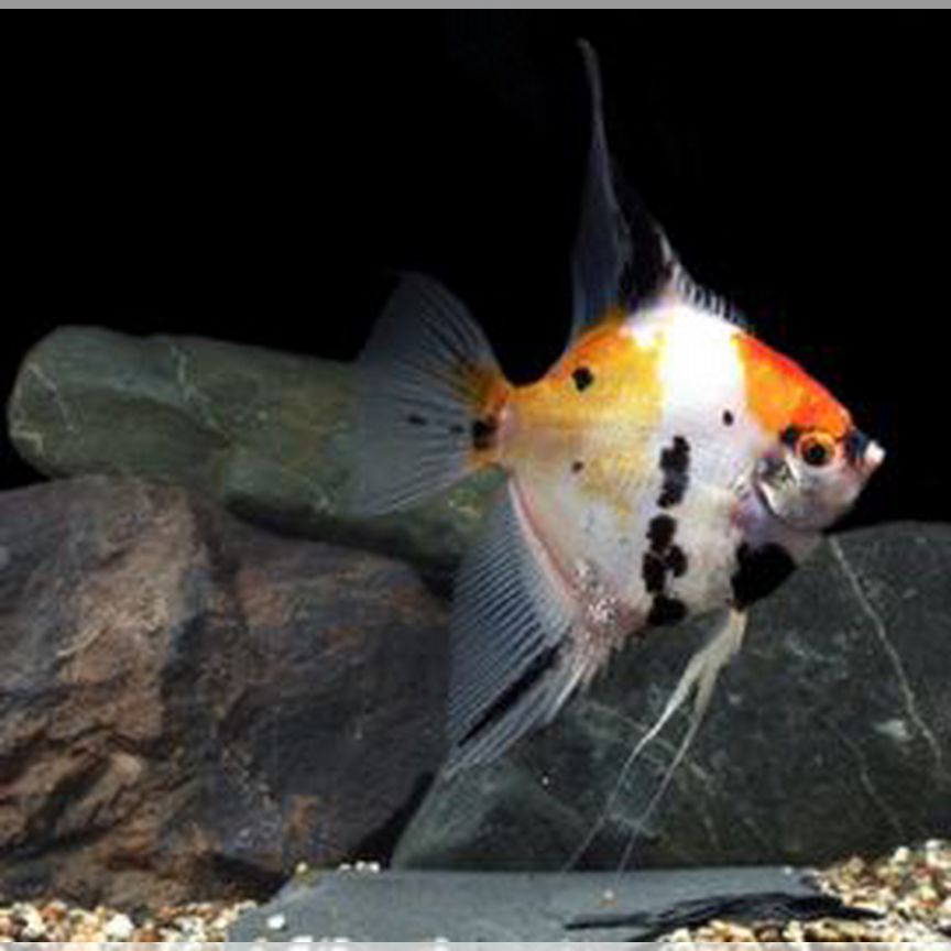 Аквариумные рыбки обмен