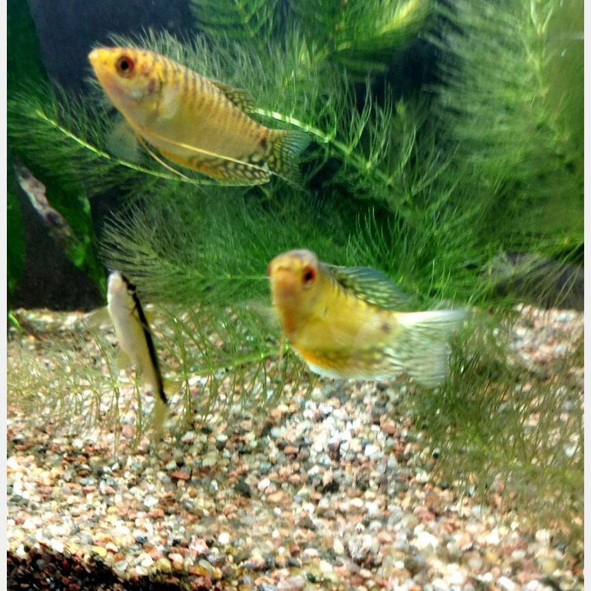 Гурами золотой